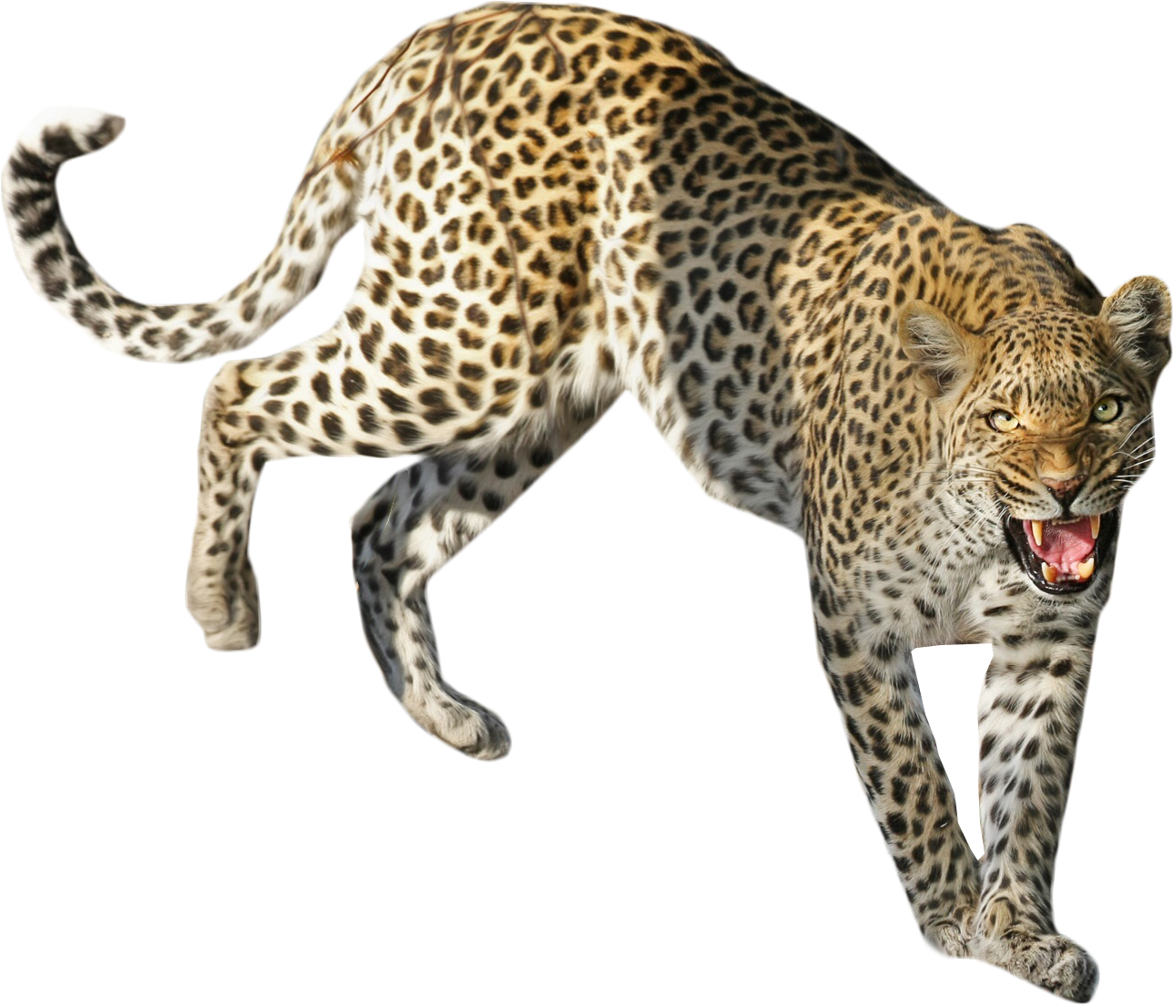 Leopard Standing (2304x1536), Png Download