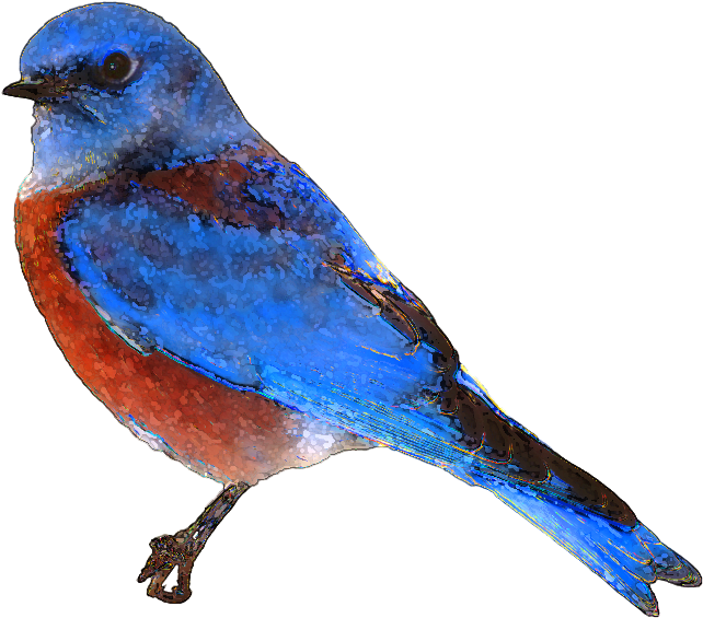 Download Bluebird | Transparent PNG Download | SeekPNG