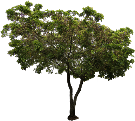 Download Tree Africa Png | Transparent PNG Download | SeekPNG