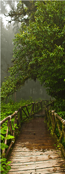 Download Tarzan Jungle Door Mural Landscapes & Nature Eazywallz ...