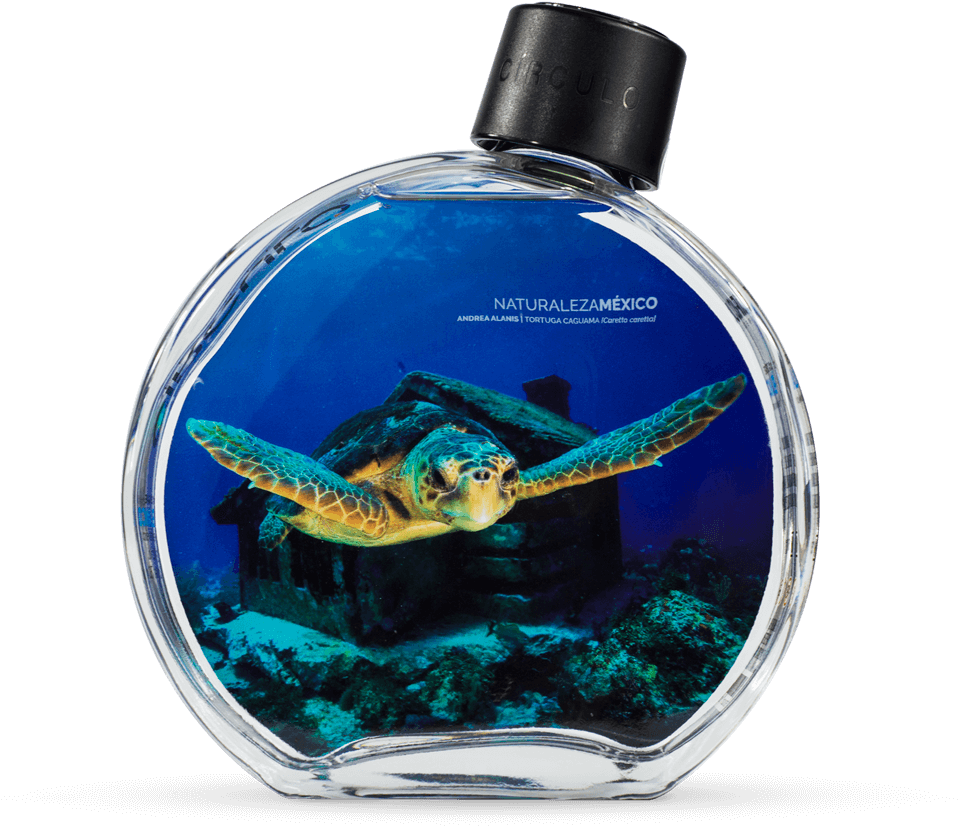 Tortuga Caguama (1000x1000), Png Download