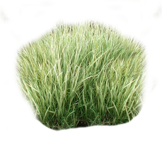 Carex Png (895x705), Png Download