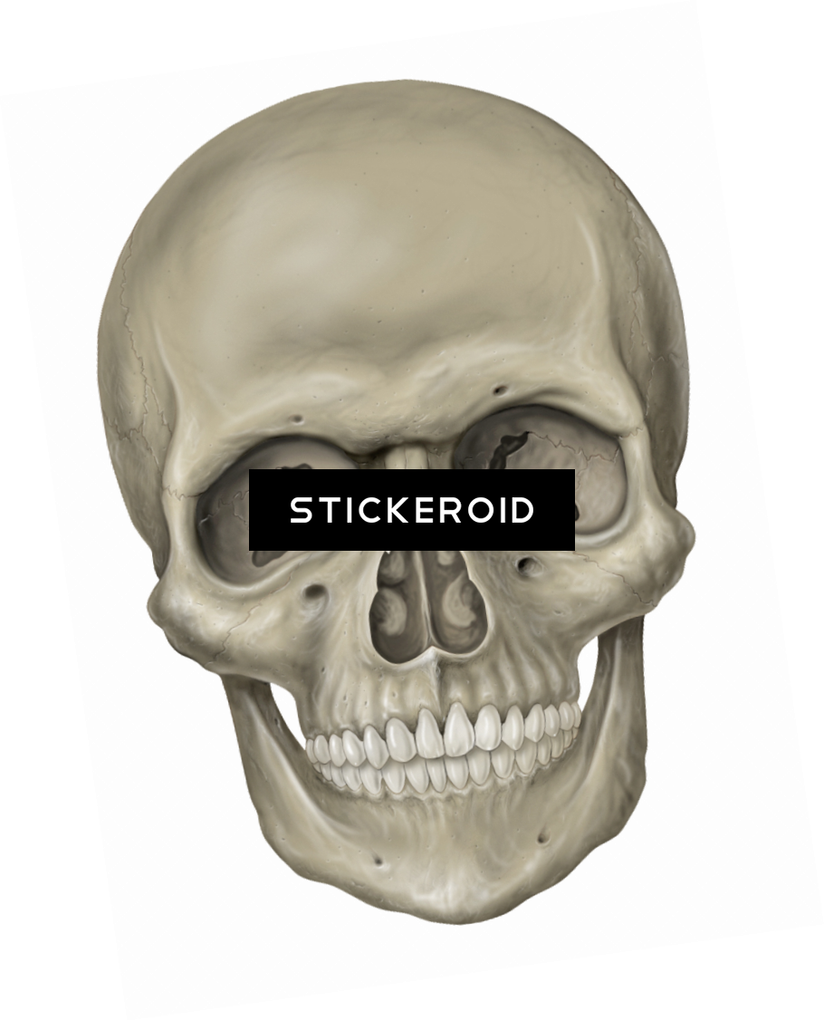 Download Skeleton Skulls | Transparent PNG Download | SeekPNG