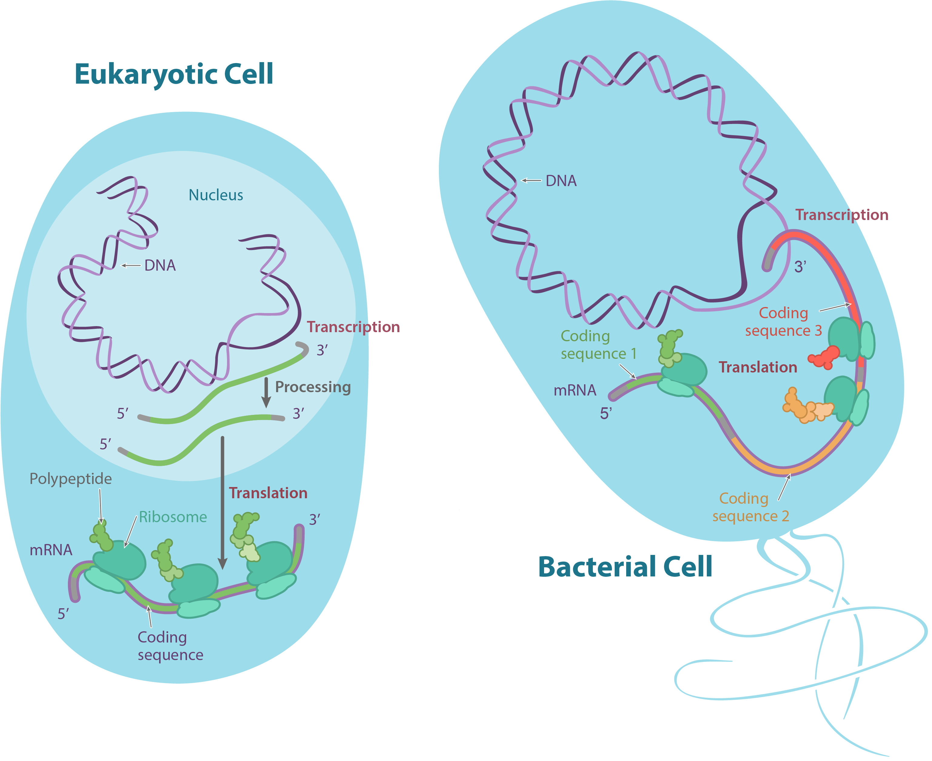 Picture Free Library Ribosome Drawing Easy (3104x2550), Png Download