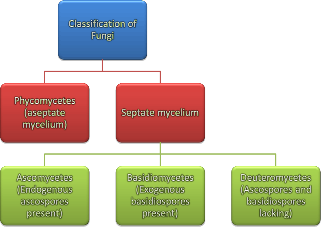 Image Showing Classification Of Fungi (1058x749), Png Download