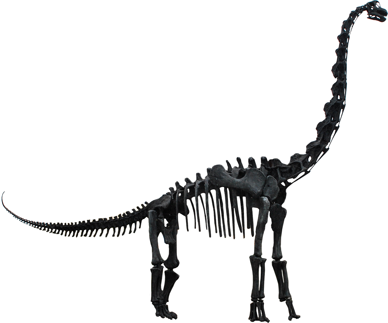 Brachiosaurus Altithorax - Dinosaur Skeleton Silhouette (1299x1080 ...