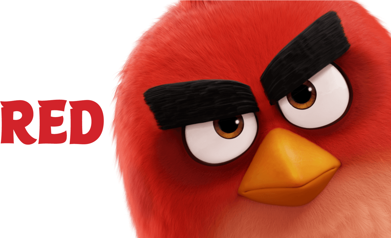 Red Angry Bird Flying (1500x900), Png Download