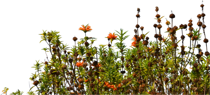 Ground Cover Png (1024x1024), Png Download