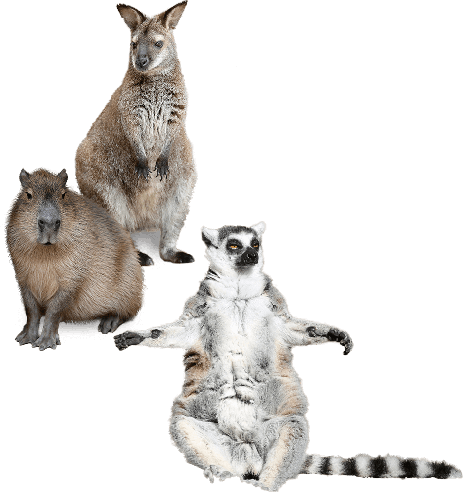 Animals - Wallaby (951x1012), Png Download