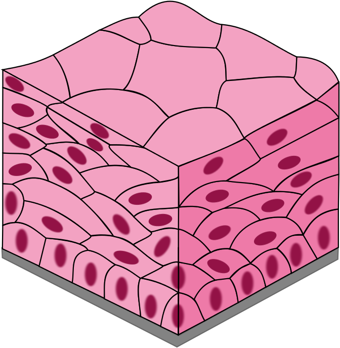 Stratified Squamous Epithelium (723x768), Png Download