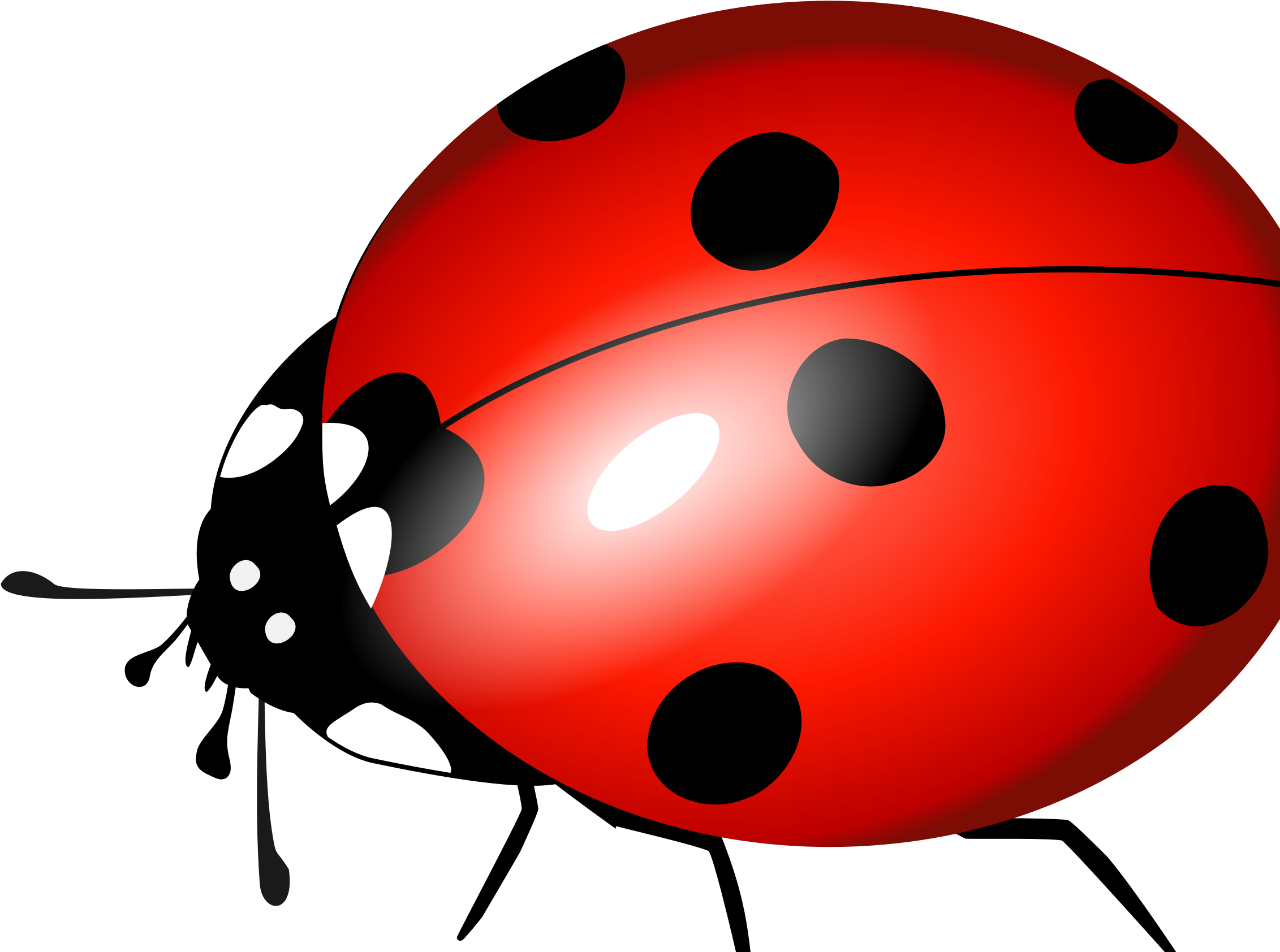 Ladybug (2280x1694), Png Download