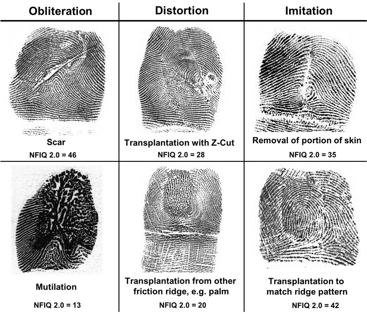 Types Of Fingerprint Alterations - Sketch (750x642), Png Download