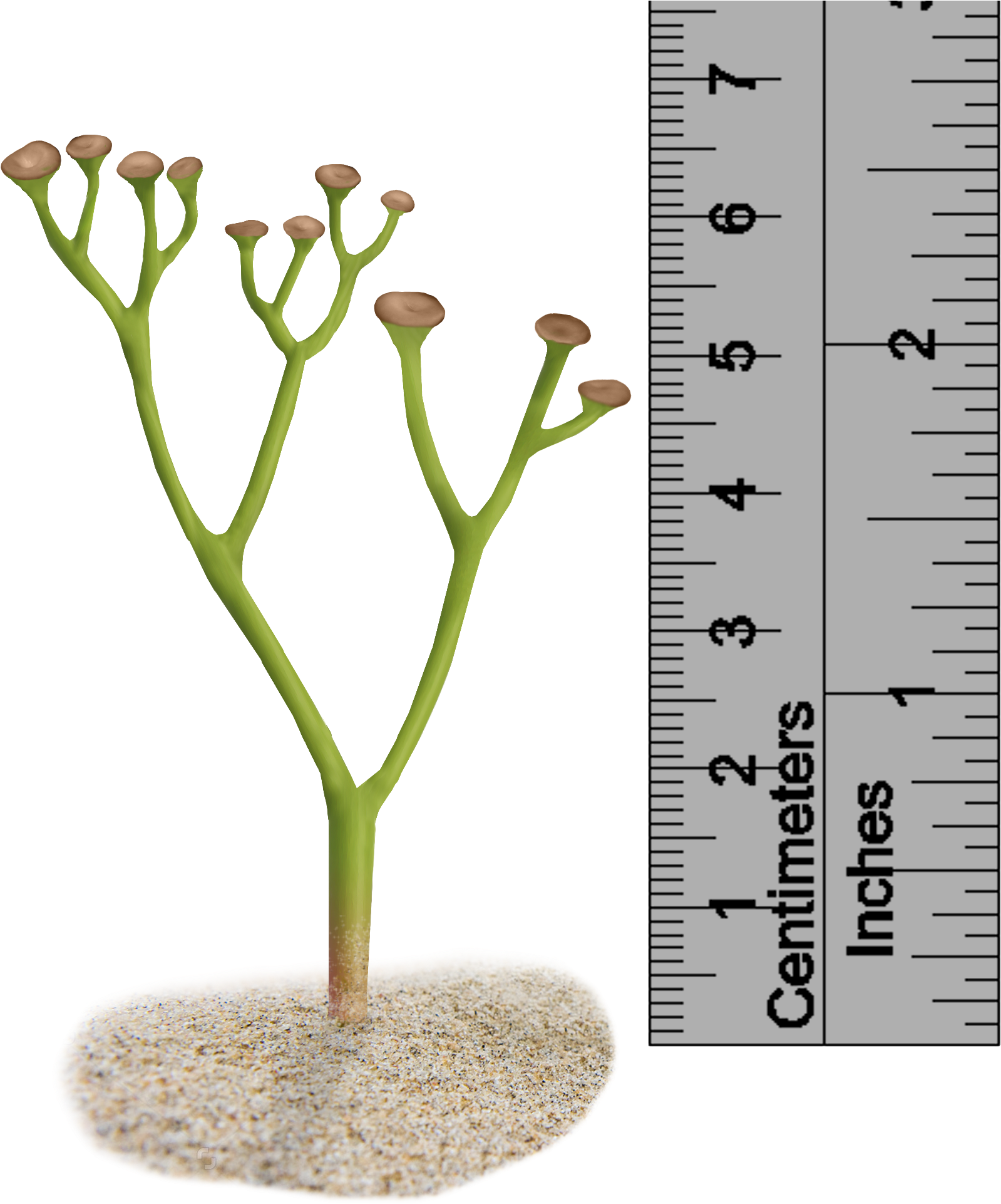 Cooksonia Artist's Impression - Cooksonia Pertoni (1972x2045), Png Download