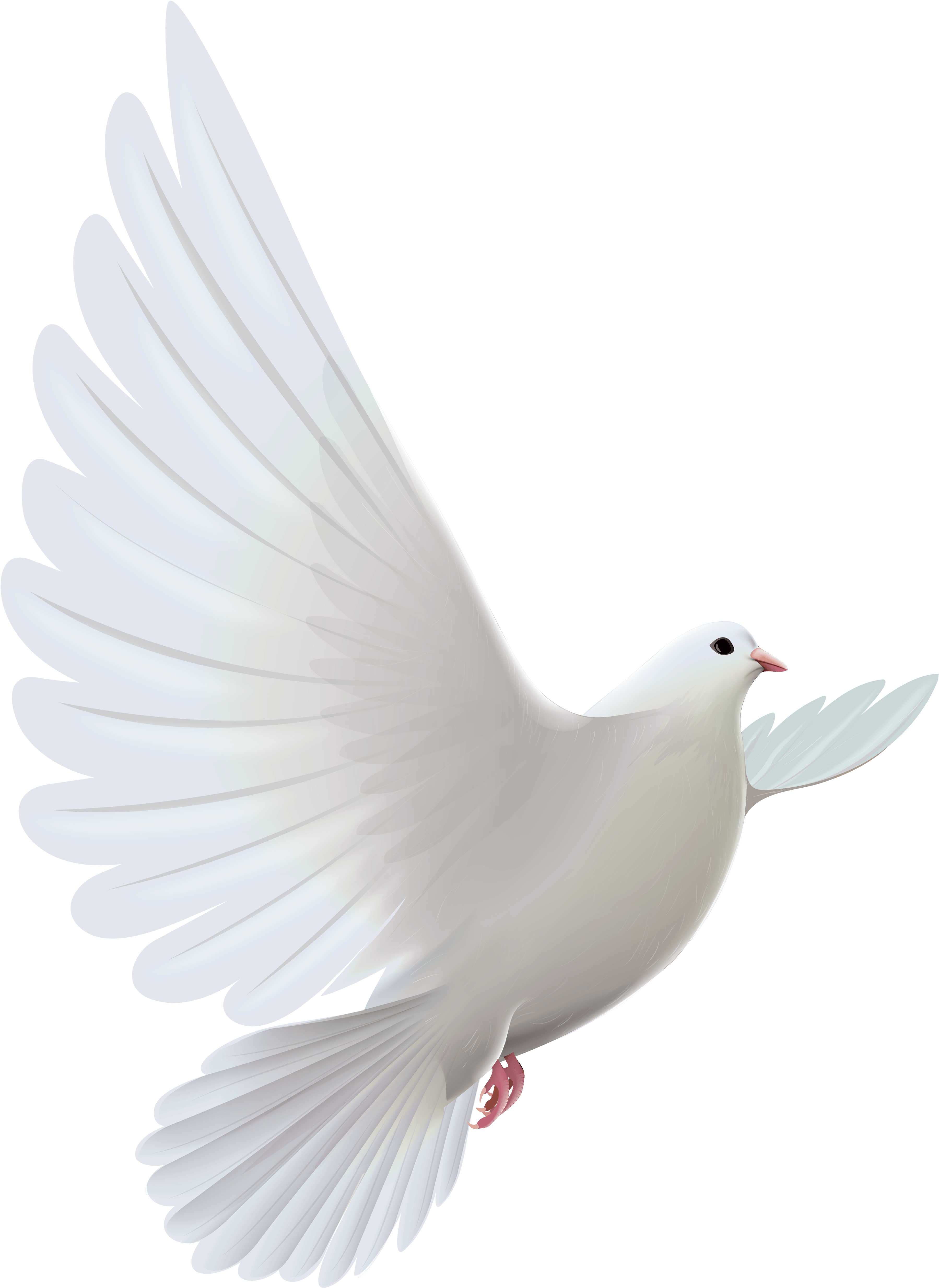 White Dove Transparent Png Clipart White Dove Bird 3904x5175 Png white-dove-transparent-png-clipart-white-dove-bird-3904x5175-png