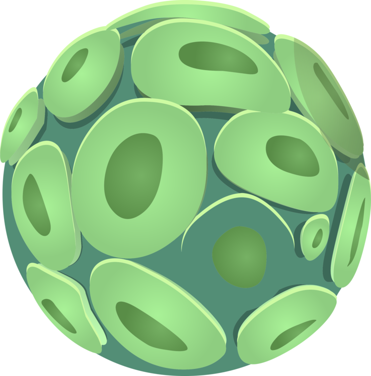 Download Plant Cell Dendritic Cell Dendrite Organism - Celula Vegetal ...
