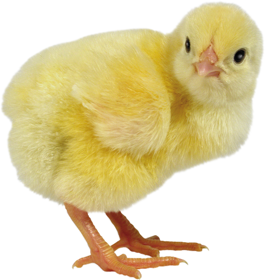 Poussin Png (540x570), Png Download