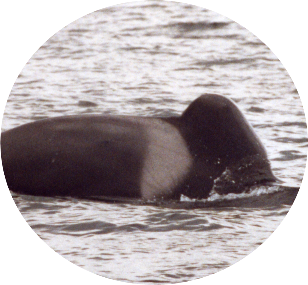 Floppyfin - Killer Whale (1000x925), Png Download