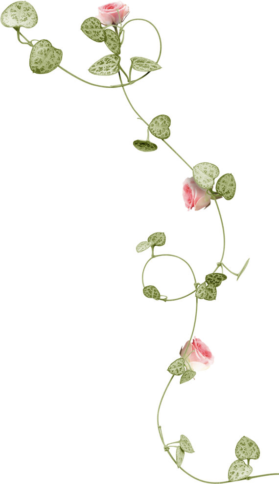 Download Grass Flower Png - Rose Vine Transparent | Transparent PNG ...