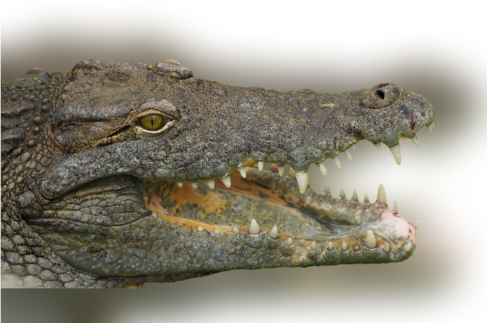 Color Palette Ideas From Crocodilia Reptile Crocodile - Crocodiles ...