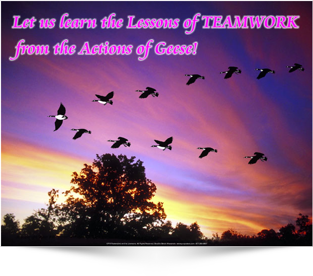 Let Us Learn The Lessons Of Teamwork - Flock (650x670), Png Download