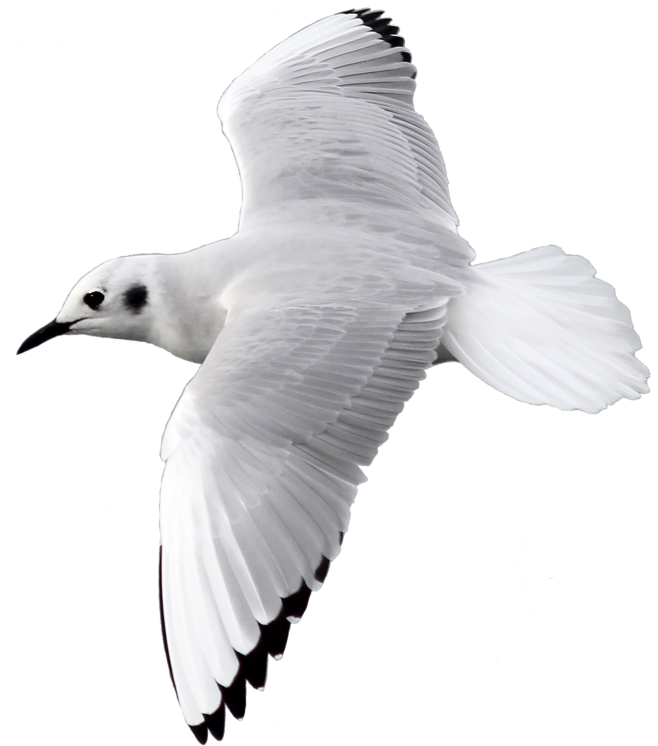 Bird Flying Png (1326x1533), Png Download