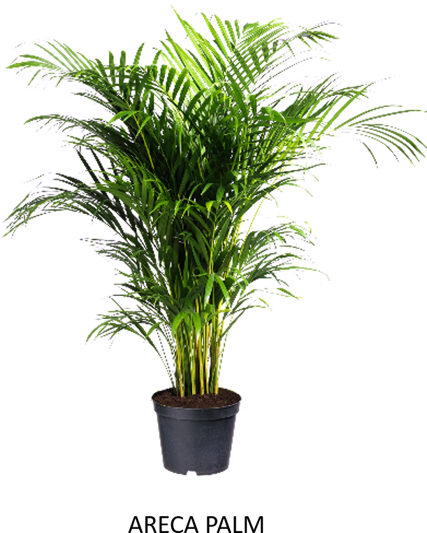 Download Areca Palm - Dracaena Plant | Transparent PNG Download | SeekPNG