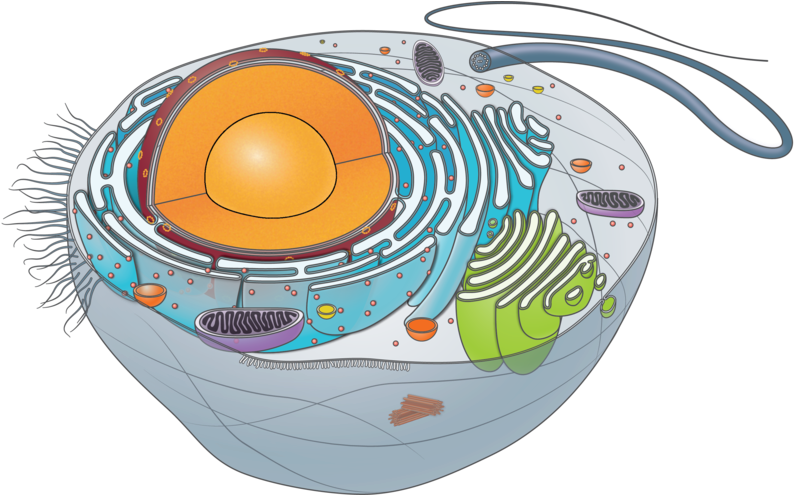 Download Animal Cell - Unlabeled - Circle | Transparent PNG Download ...