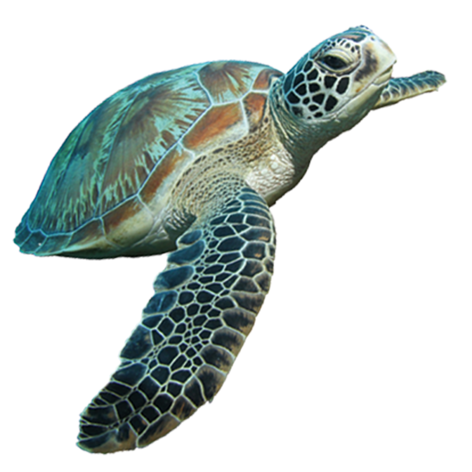 Download Turtle Cartoon Tortoise Clip Art - Sea Turtle Png ...