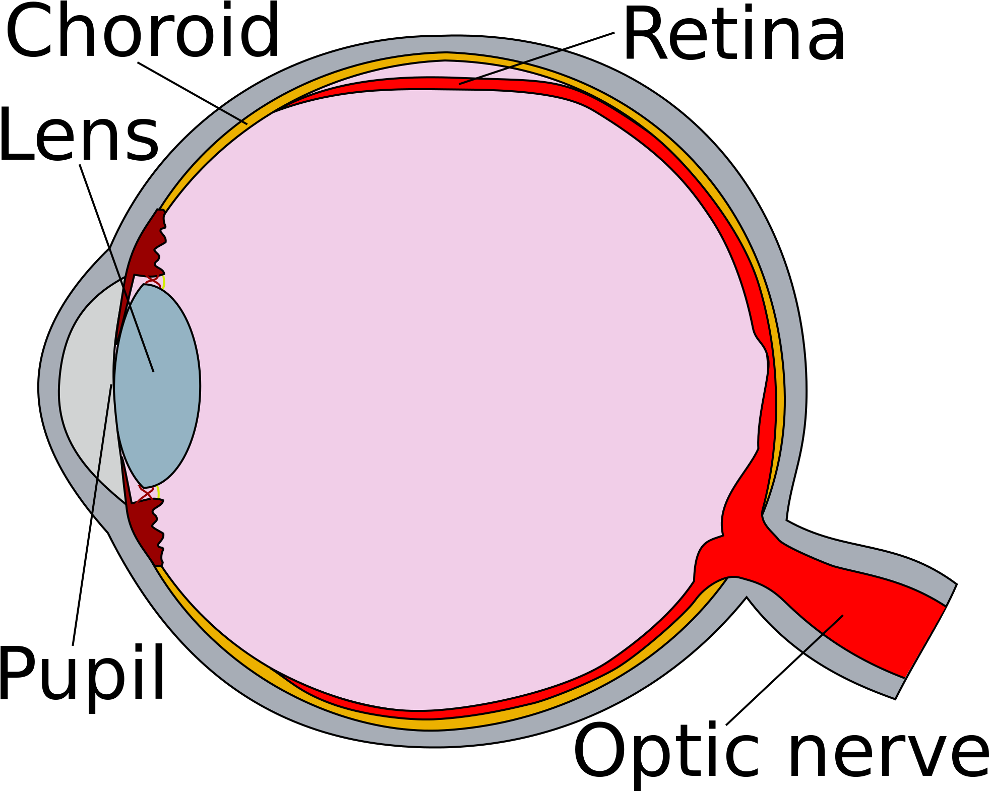 Open - Section Of The Human Eye (2000x1600), Png Download