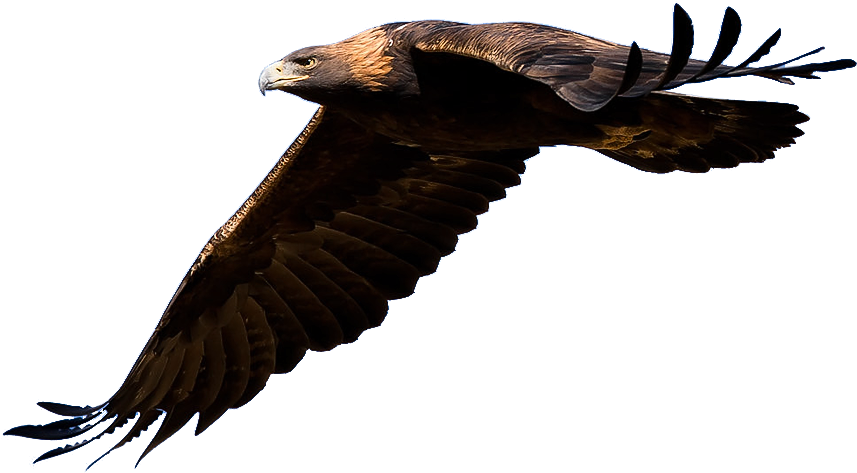 Flying Eagle Png Download - Golden Eagle Flying Png (900x535), Png Download