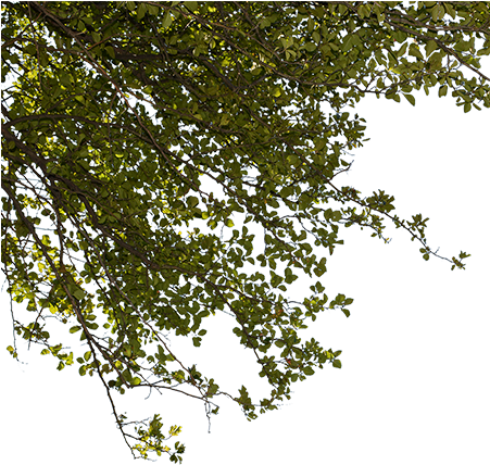 A Closeup, Cutout Photo Of Green Tree Leaves And Branches - Foreground ...