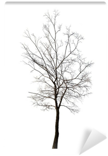 Tree (400x400), Png Download