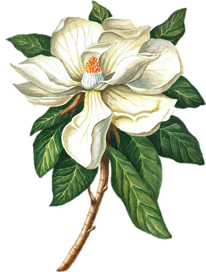Download Southern Magnolia Cape Jasmine Magnolia Acuminata Magnolia ...