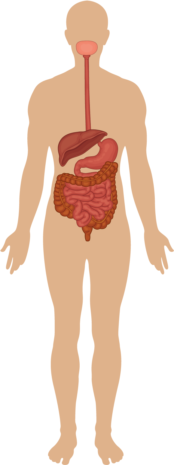 Download The Digestive System - Human Body Systems | Transparent PNG ...