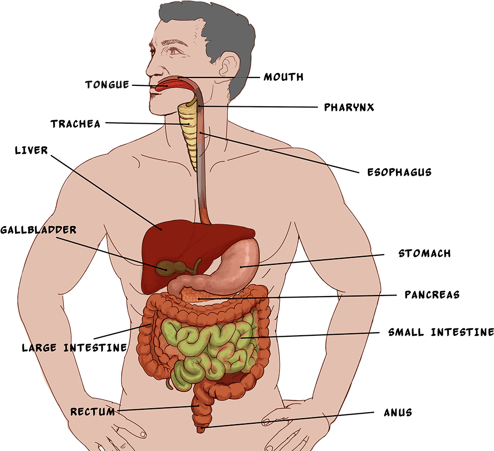 Digestive System - Acid Reflux Anatomy (1000x907), Png Download