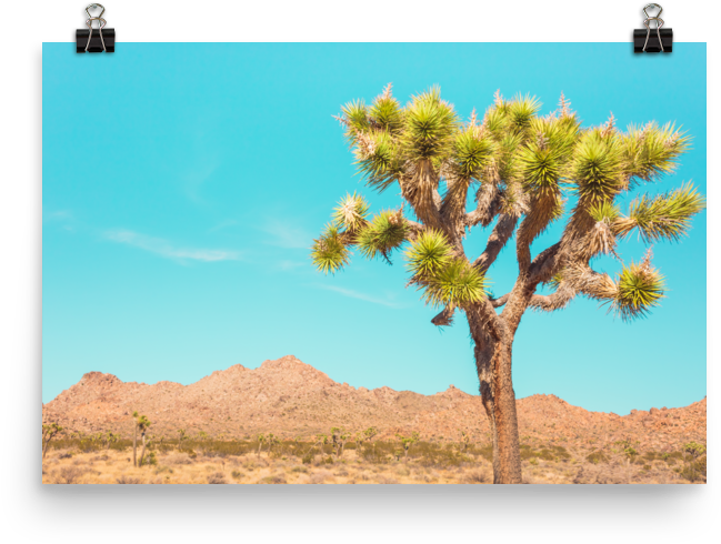 Download Joshua Tree - Painting | Transparent PNG Download | SeekPNG