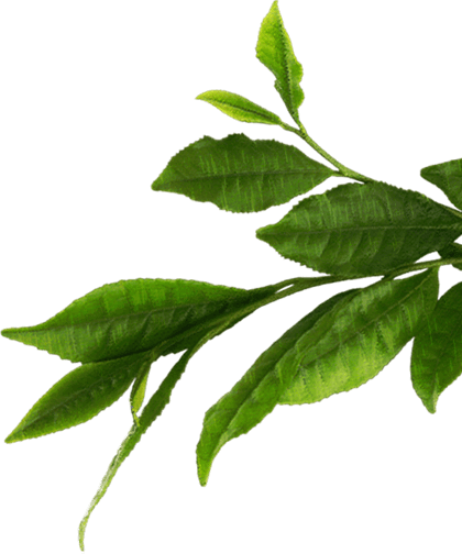Transparent Leaf Green Tea - Tea Leaves Transparent Background (420x504 ...
