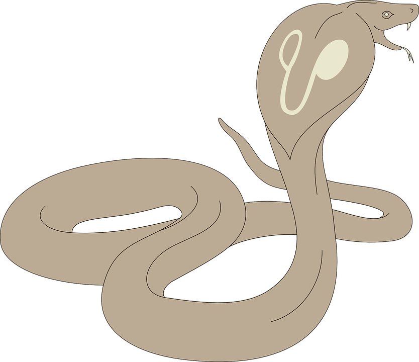 Cobra Png - Sketsa Gambar Ular Kobra (834x720), Png Download