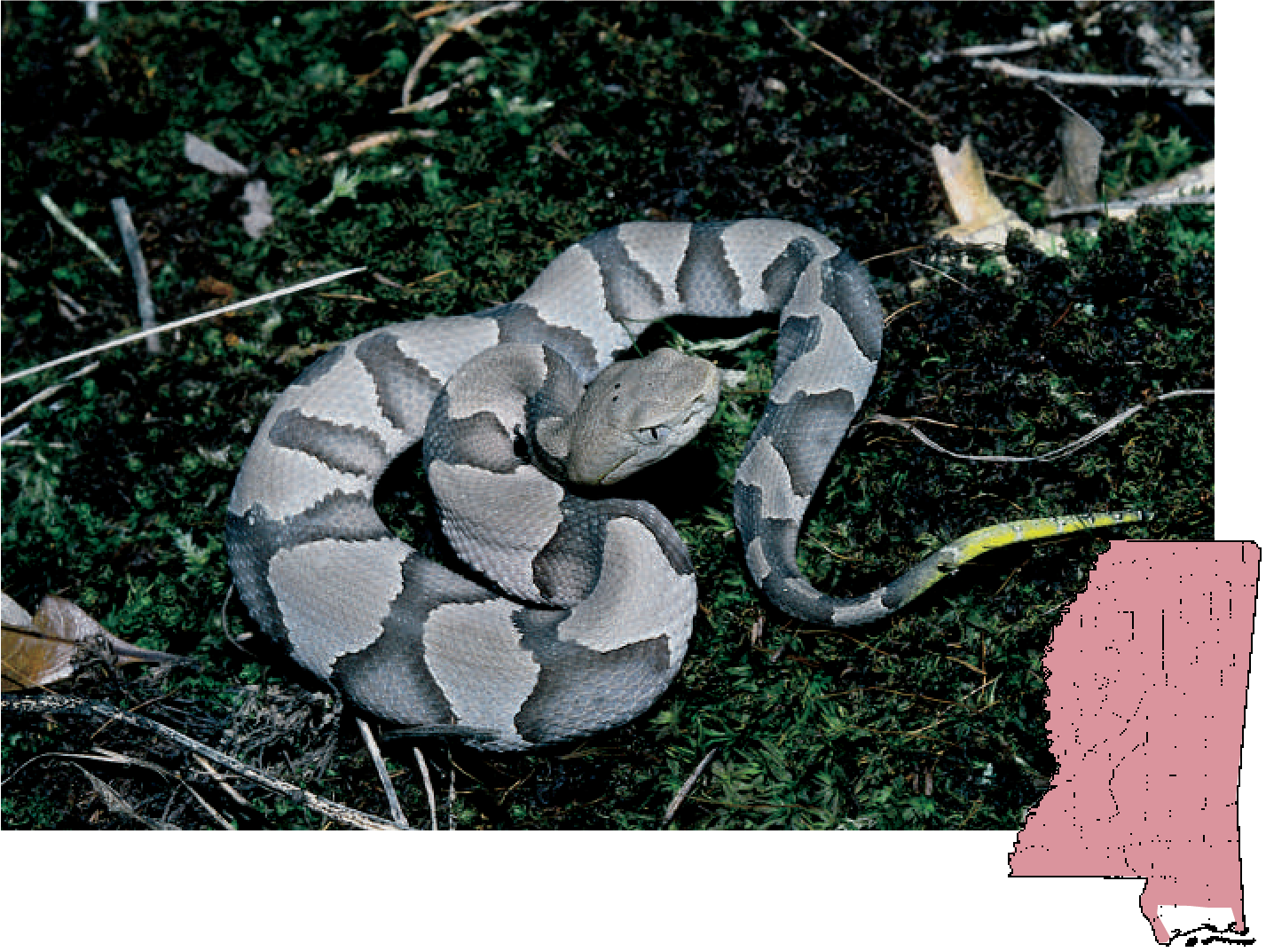 Copperhead - Snakes (1427x1073), Png Download