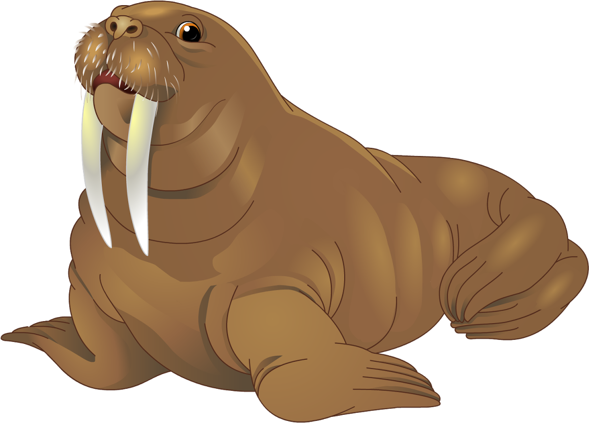 Walrus Png (1600x900), Png Download