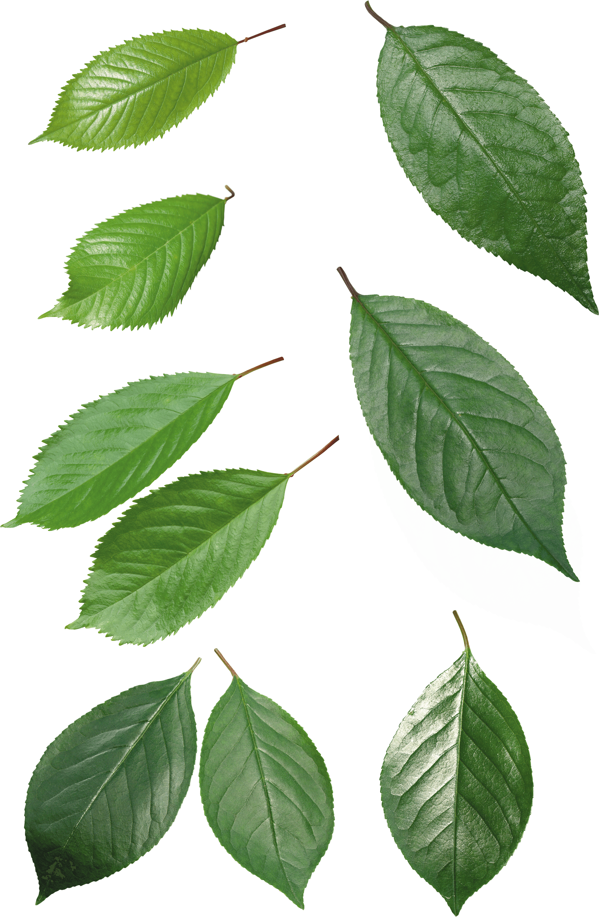 Leaves Png (1960x3000), Png Download