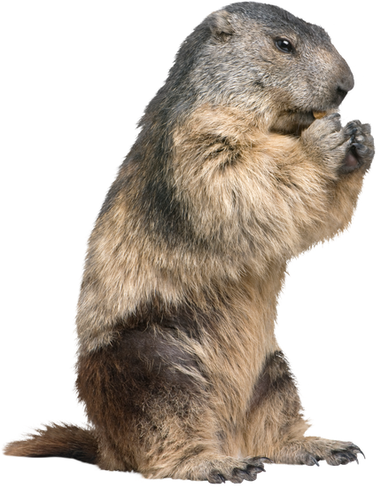 Download Free & Premium Stock Photos - Groundhog Png | Transparent PNG ...
