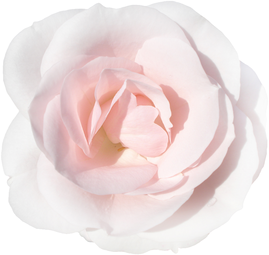 White Flowers - Rose Top View Png (1024x1024), Png Download