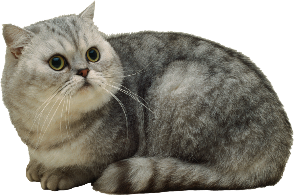 [javascript] Tvch - Pastebin - Com (1024x678), Png Download