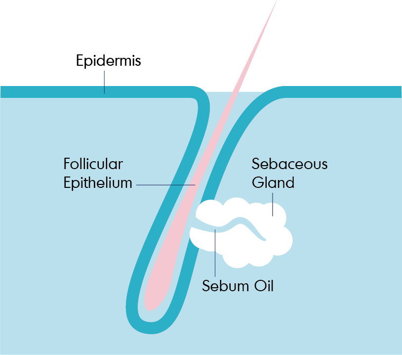 Healthy Hair Follicle - Diagram (814x718), Png Download