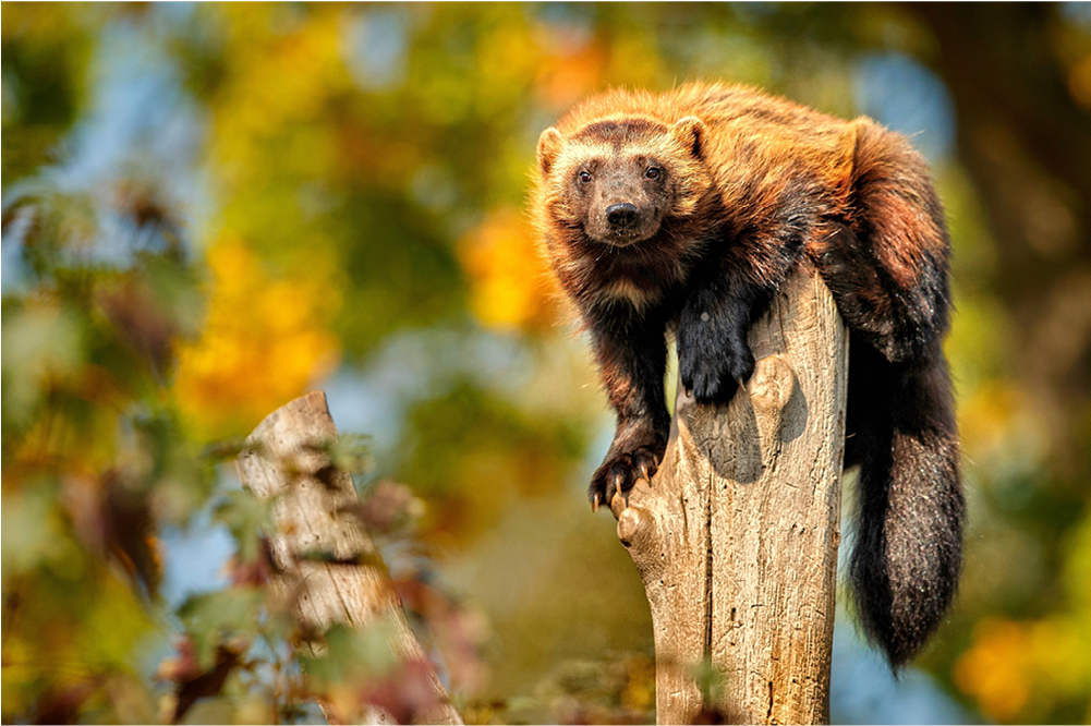 Wolverine - Anm061 - Pest (1000x1000), Png Download