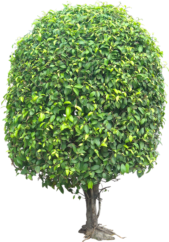 Tree Cut Out, Trees To Plant, Photoshop, Texture - Plane (547x800), Png ...