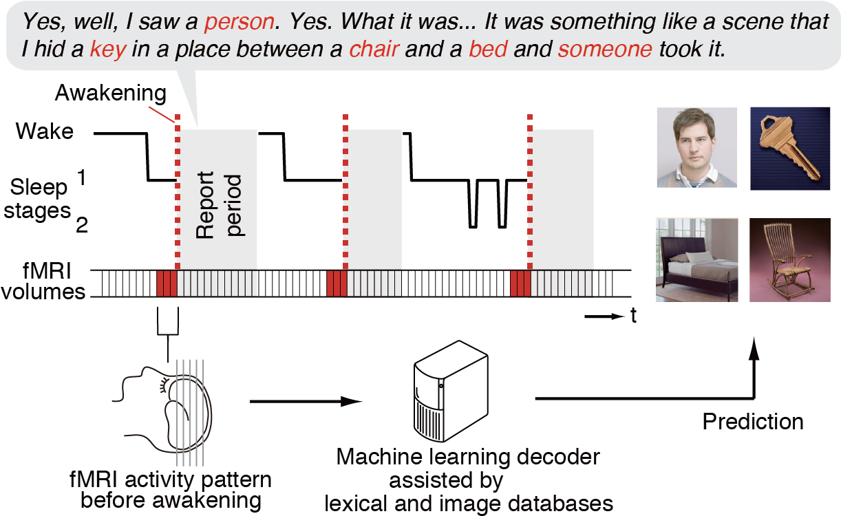 Fmri Data Were Acquired From Sleeping Subjects, Along (1221x758), Png ...