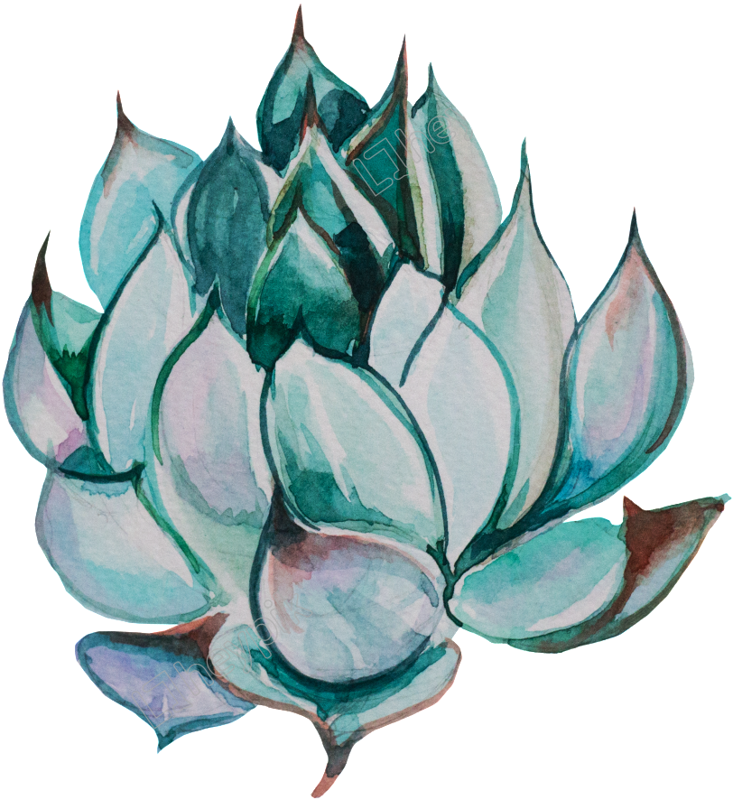 Cute Hand-painted Succulents Transparent - Succulent Plant (1024x1007 ...