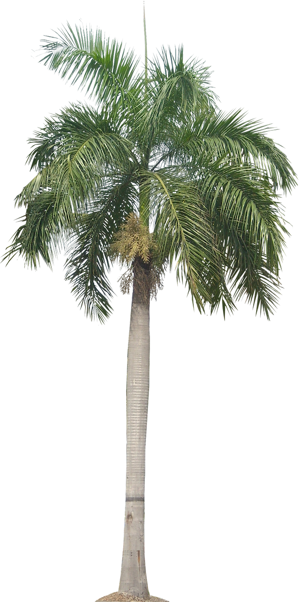Real Palm Tree Png Download - Transparent Background Palm Tree Png ...